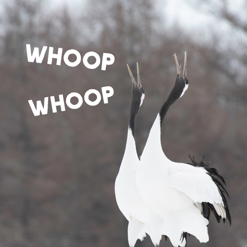 Can We Get A "Whoop Whoop" For Whooping Crane Conservation? - Canadian Heritage Roasting Company